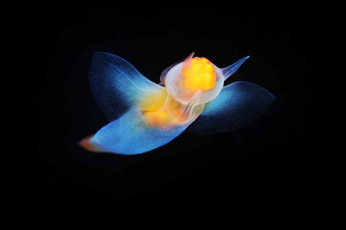 Papillons de mer et Sabots de Venus - Strange Stuff And Funky Things