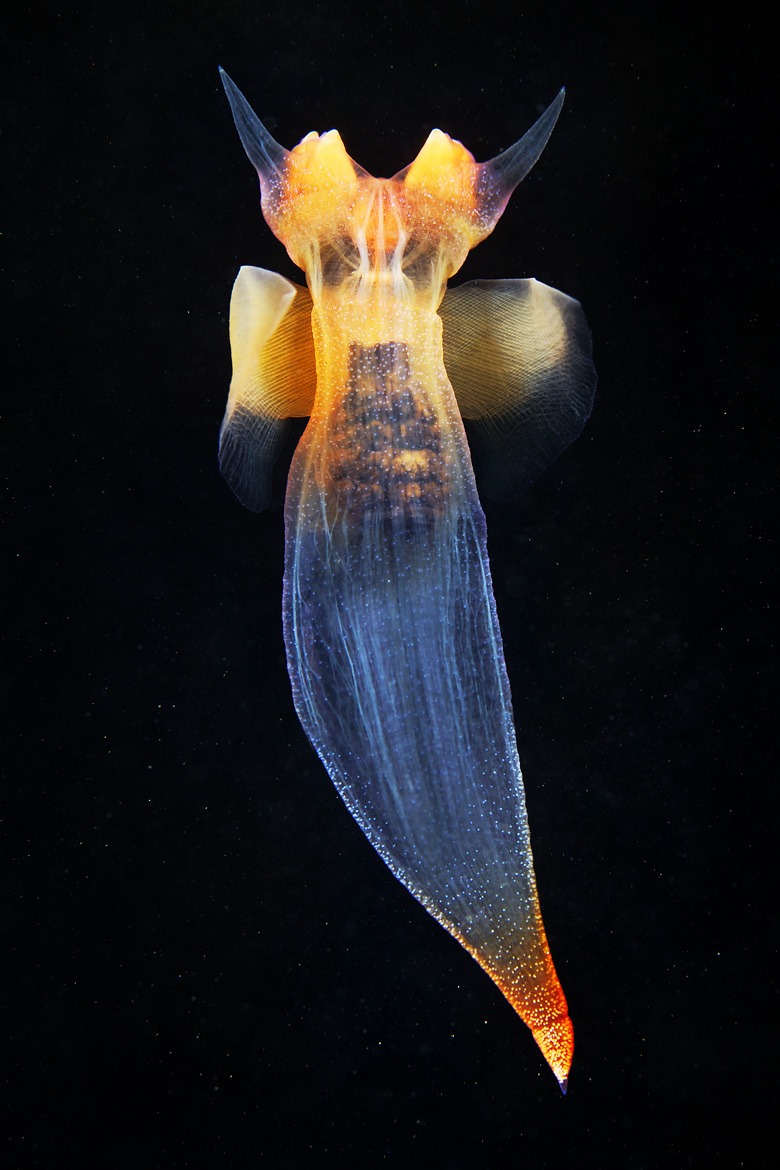 Papillons de mer et Sabots de Venus - Strange Stuff And Funky Things