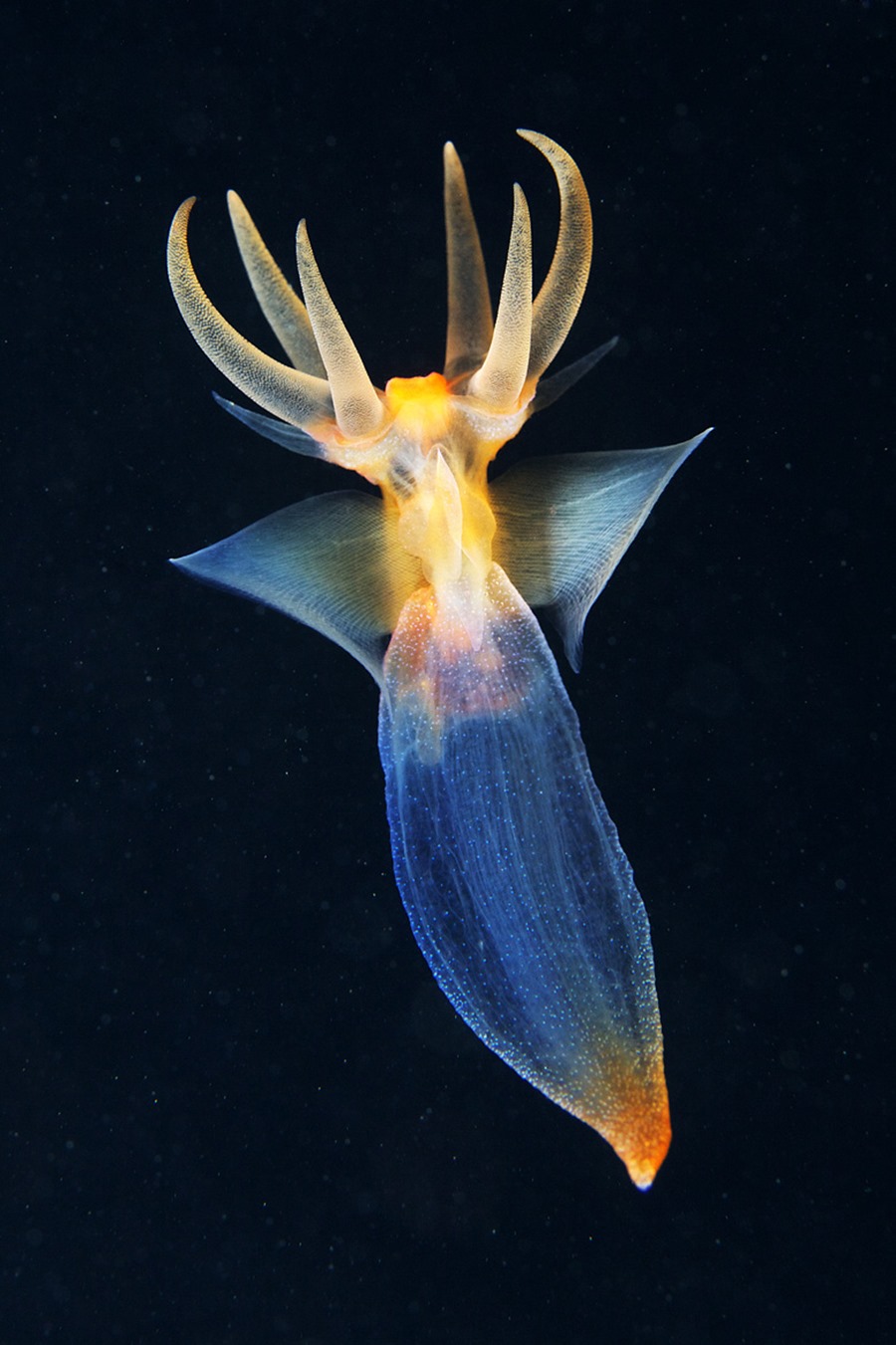 Papillons de mer et Sabots de Venus - Strange Stuff And Funky Things