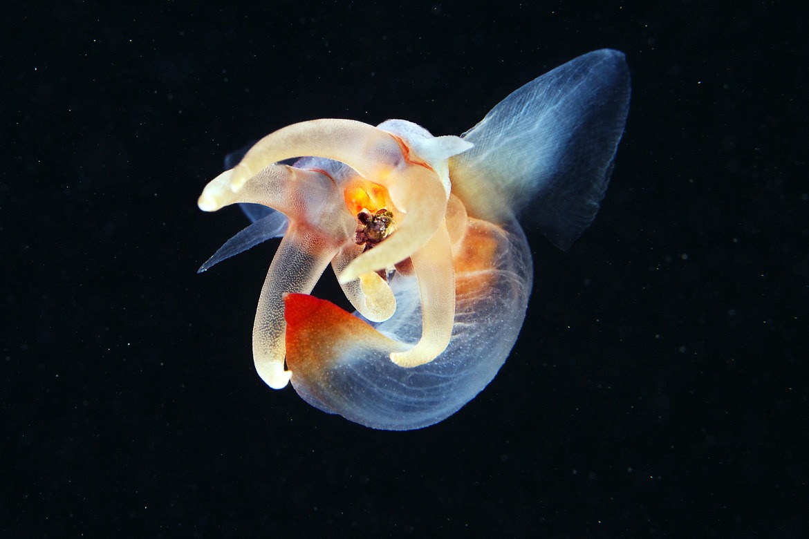 Papillons de mer et Sabots de Venus - Strange Stuff And Funky Things