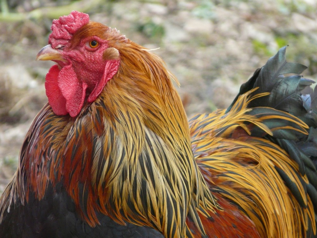 Sur #laTAC - Eau en poudre et Coq dans l'ombre - Strange Stuff And ...